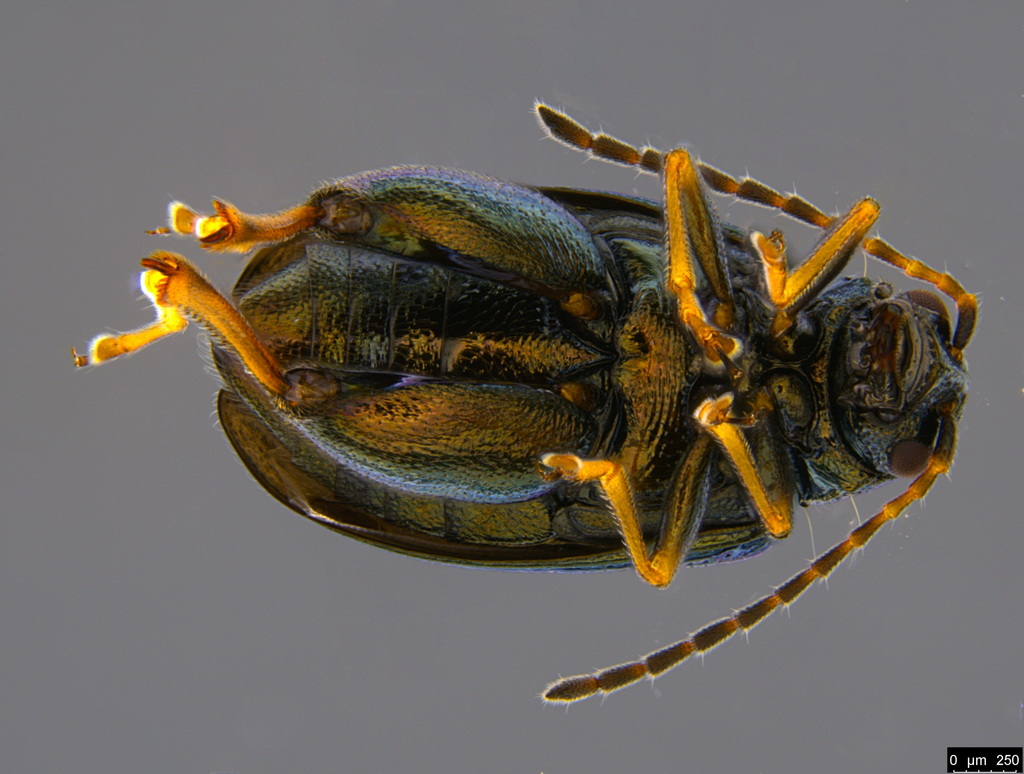 Longitarsus echii (001 Oligolektische Arthropoden und Parasiten an ...