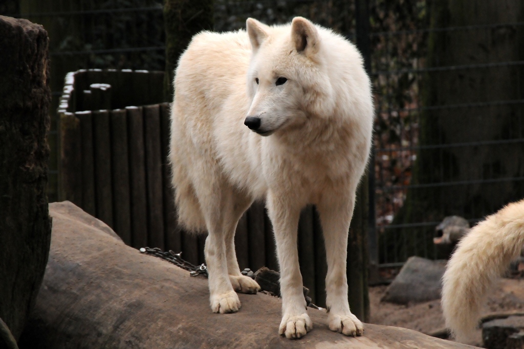 Plains Wolf (Canis lupus nubilus) - Know Your Mammals