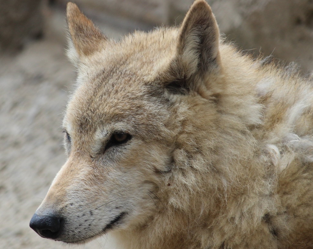 Tibetan Wolf (Canis lupus filchneri) - Know Your Mammals