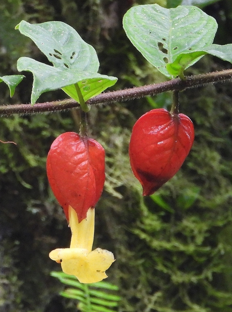 Drymonia from Zurmi, Ecuador on June 13, 2021 at 02:58 PM by Nelson ...