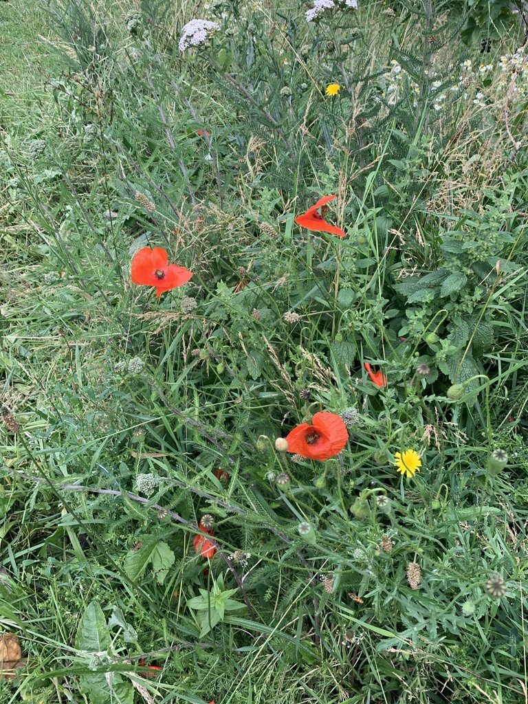 common poppy from Bridgewater St, Liverpool, England, GB on July 5 ...