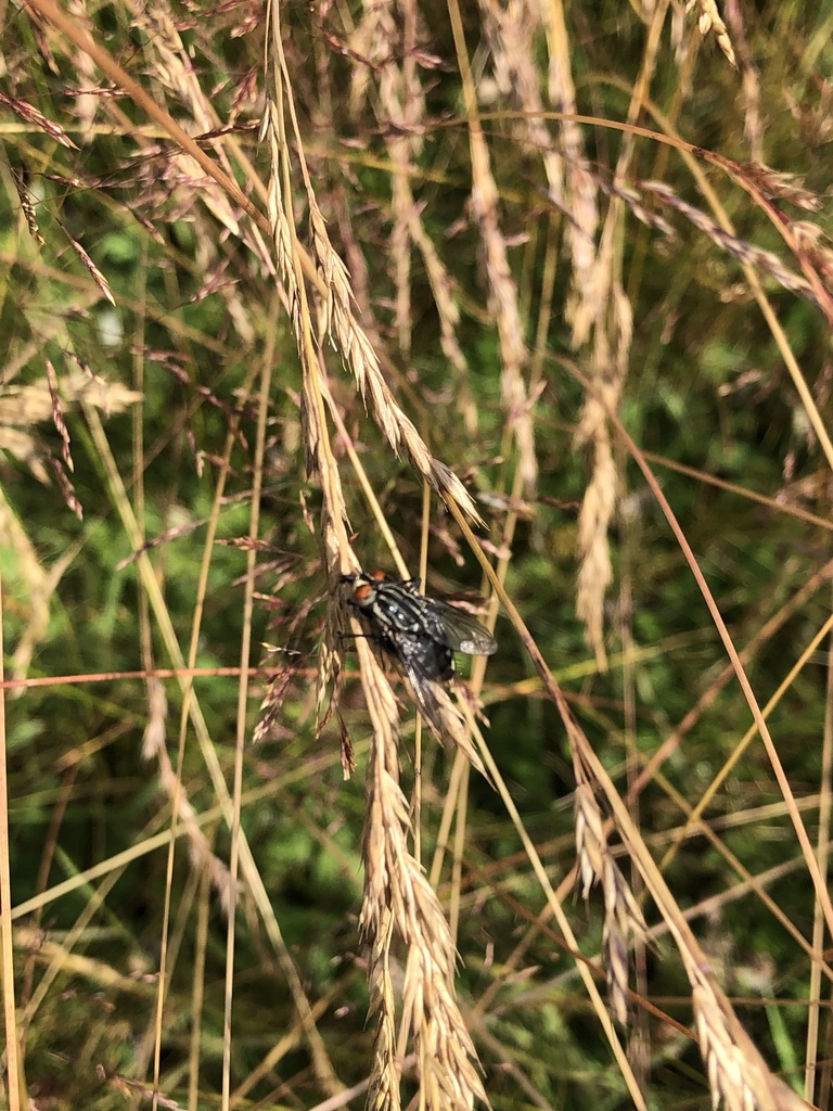 Bot Flies, Blow Flies, and Allies from Кулява, Львівська область, UA on ...