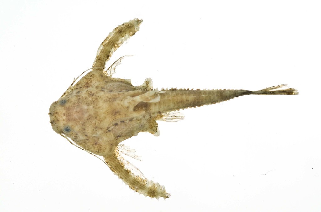 (Physopyxis lyra) - Marine Life Identification
