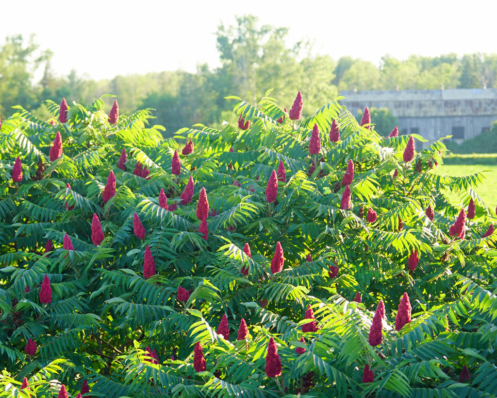 staghorn sumac from Greenbelt, Ottawa, ON, Canada on July 4, 2021 at 07 ...