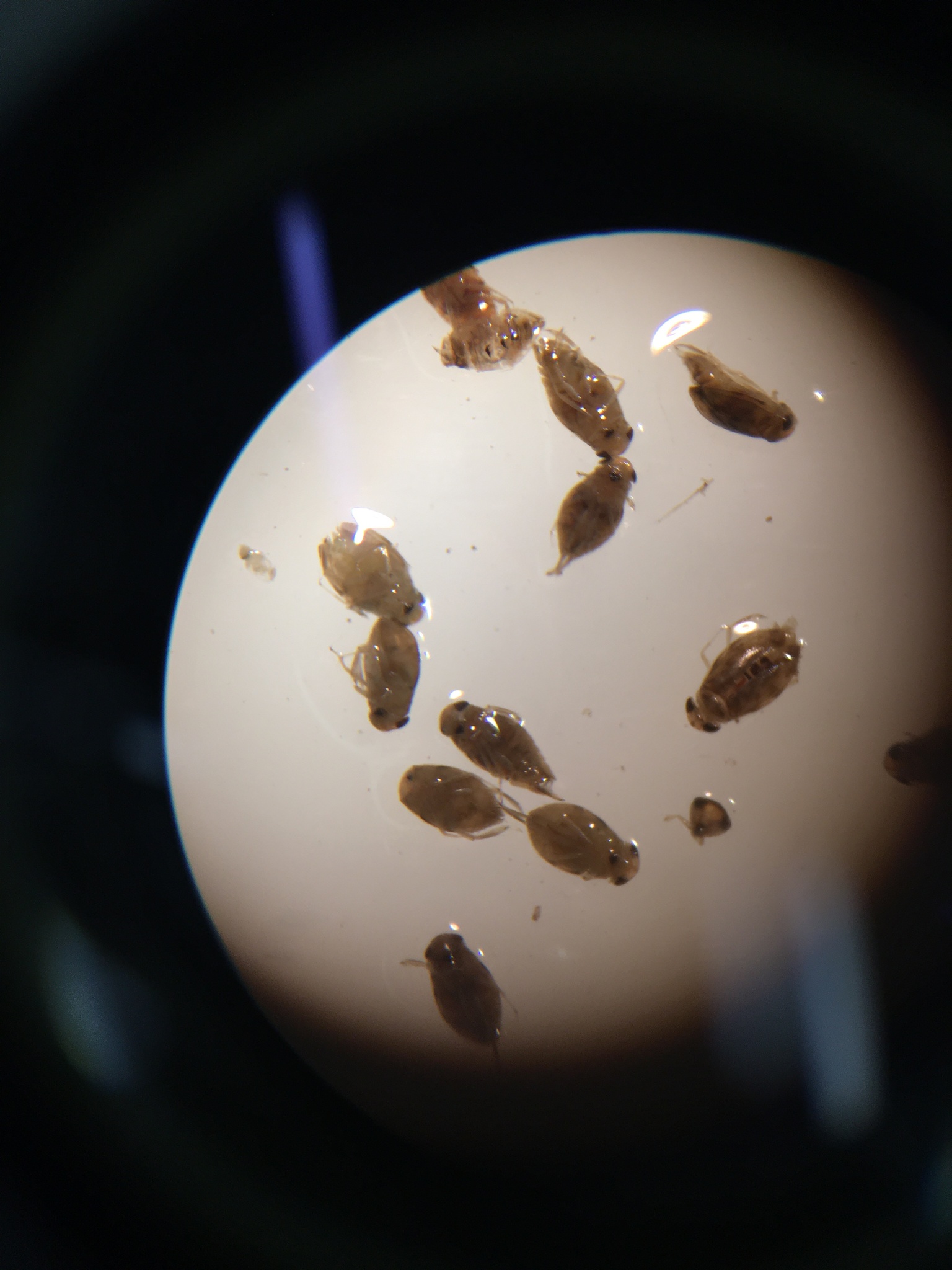 Micronecta Kirkaldy, 1897