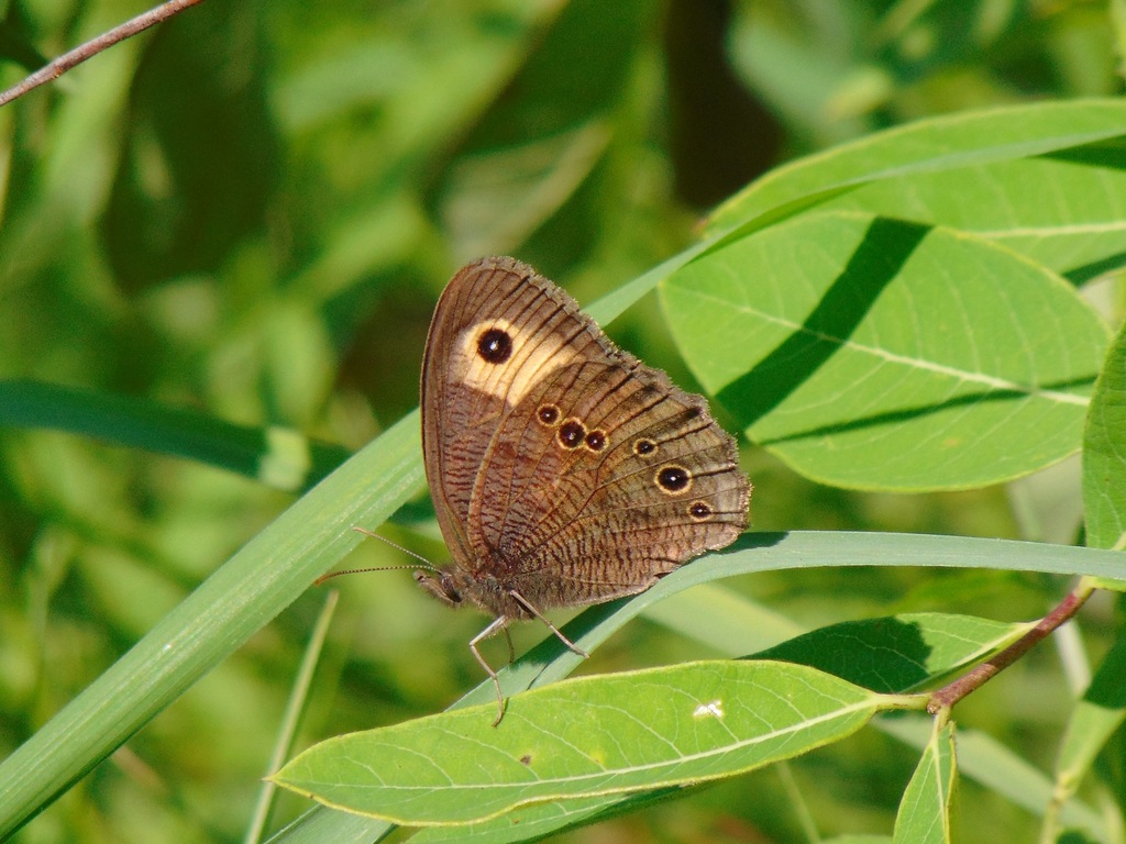 Common Wood-Nymph from Summit County, OH, USA on July 04, 2021 at 10:31 ...