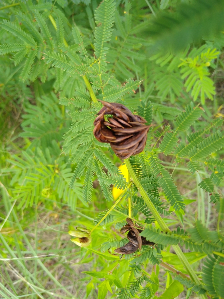 Illinois bundleflower from Devonshire Condominiums, San Antonio, TX ...