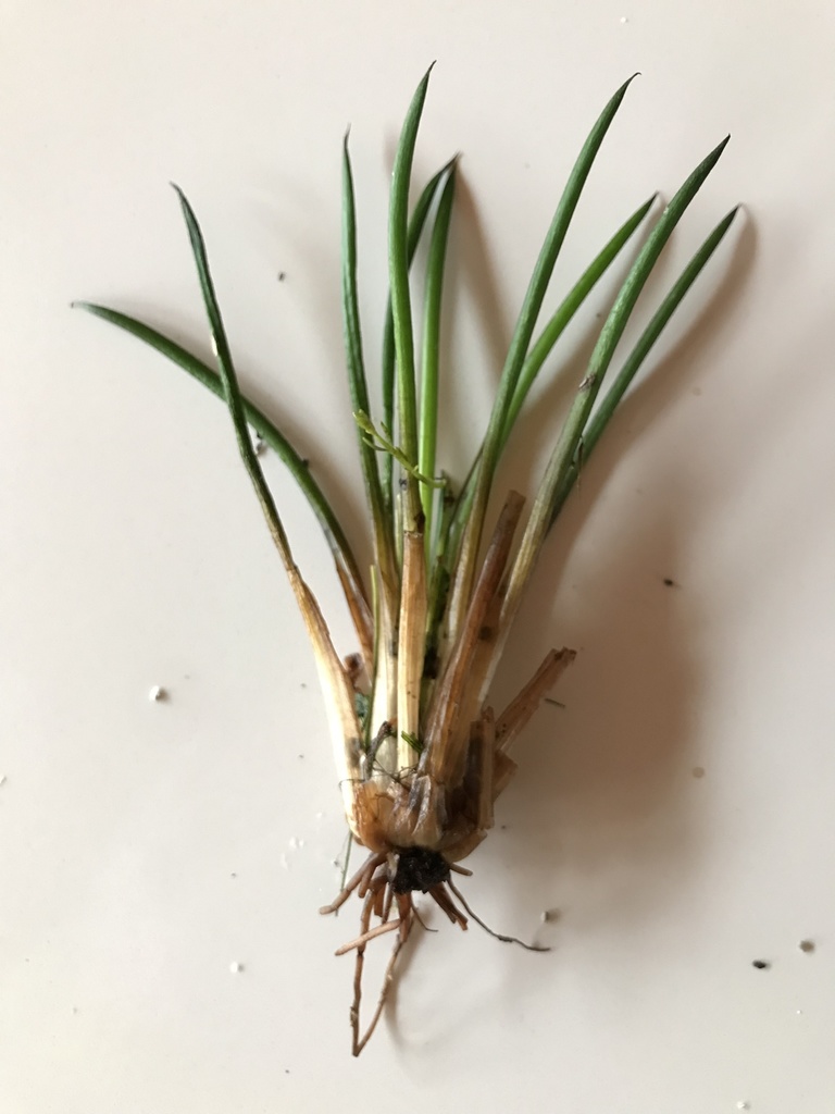 Isoetes (ADIRONDACK RESEARCH GUIDEBOOK) · iNaturalist