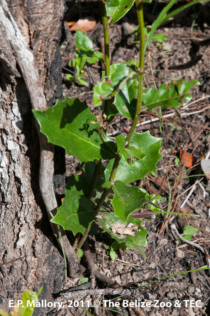 Encina (Quercus oleoides) - Botanical Realm