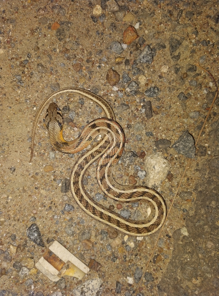 Buff Striped Keelback in July 2021 by Hopeland · iNaturalist