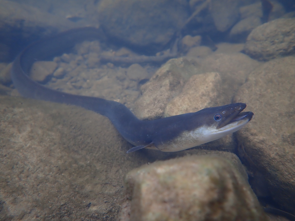 Japanese Eel in July 2021 by Tse Chung Yi · iNaturalist