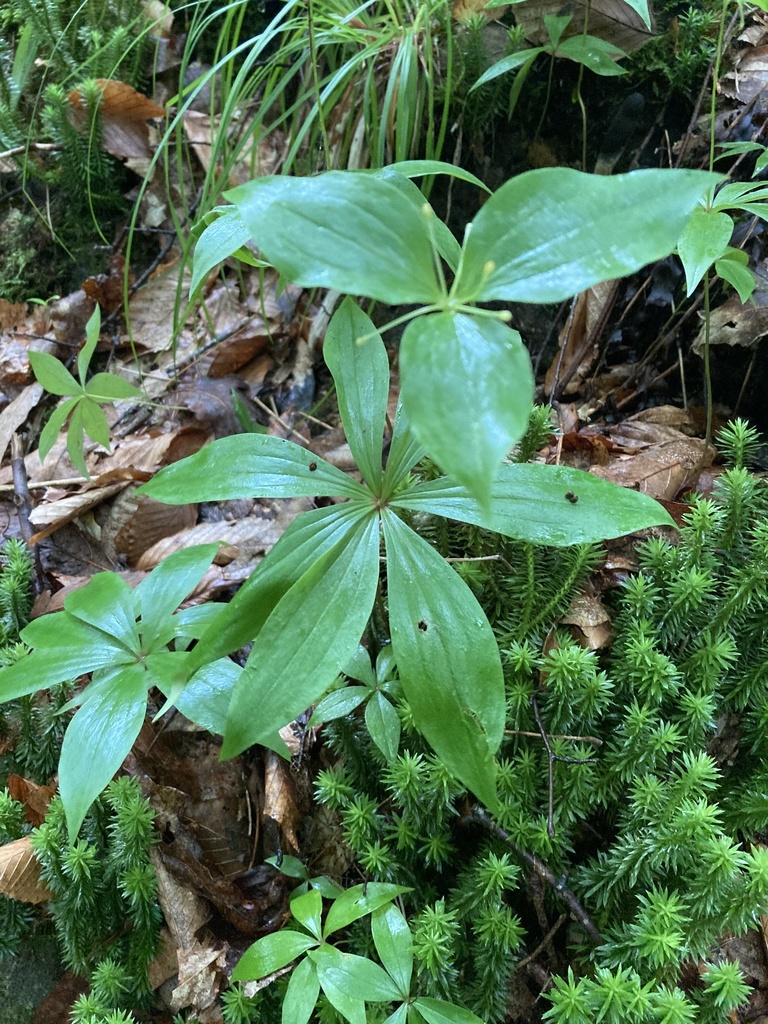 Cucumber Root from Bloomingdale, IN, US on June 30, 2021 at 12:11 PM by ...