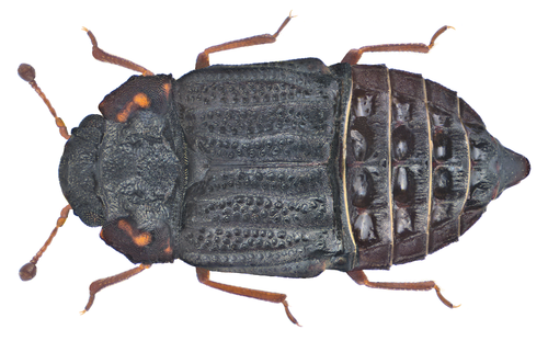 Genus Micropeplus · iNaturalist