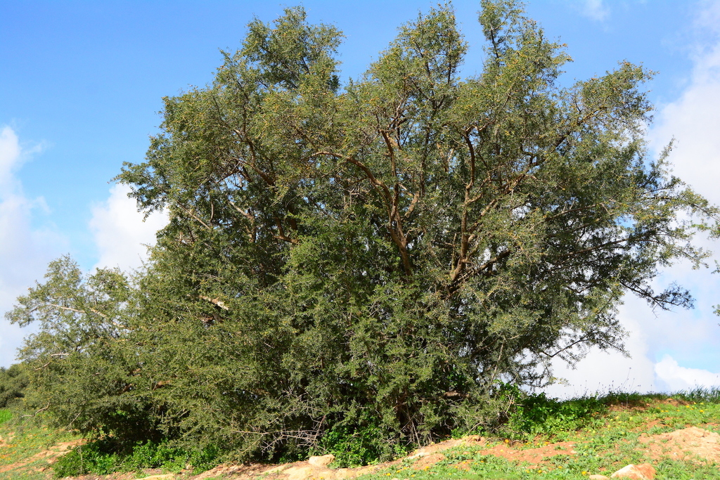 Argan tree (Sideroxylon spinosum) - Botanical Realm