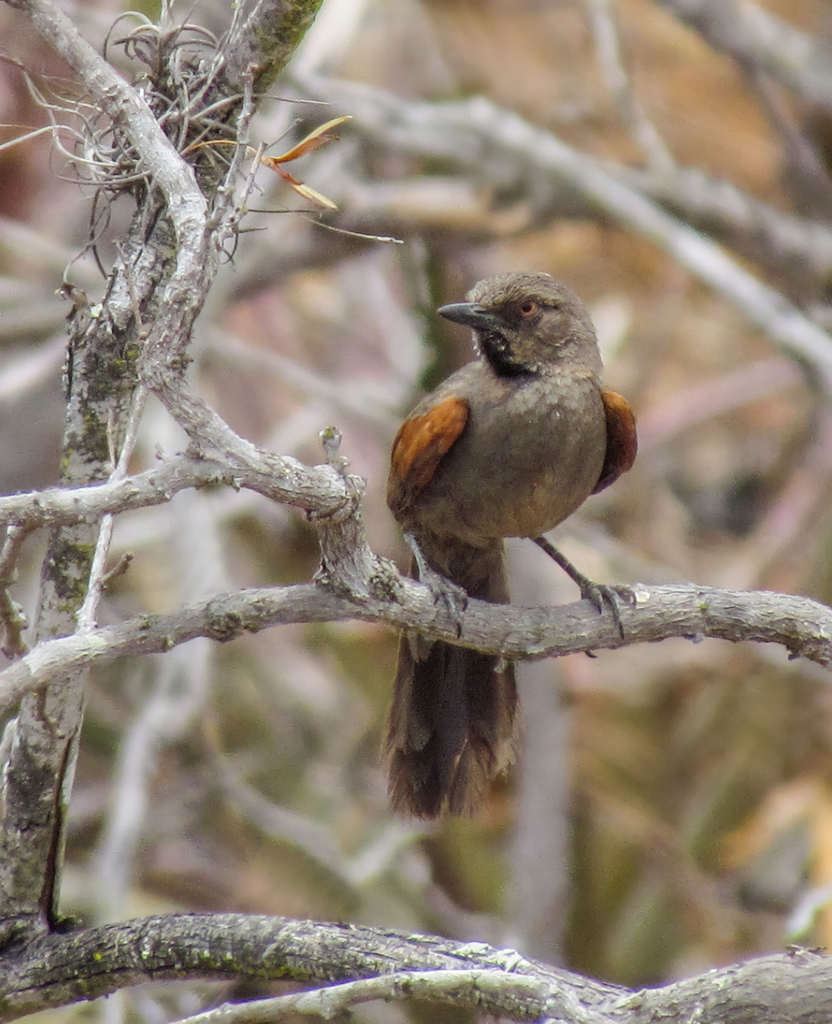 Red-shouldered Spinetail from Cabaceiras - PB, Brasil on February 16 ...