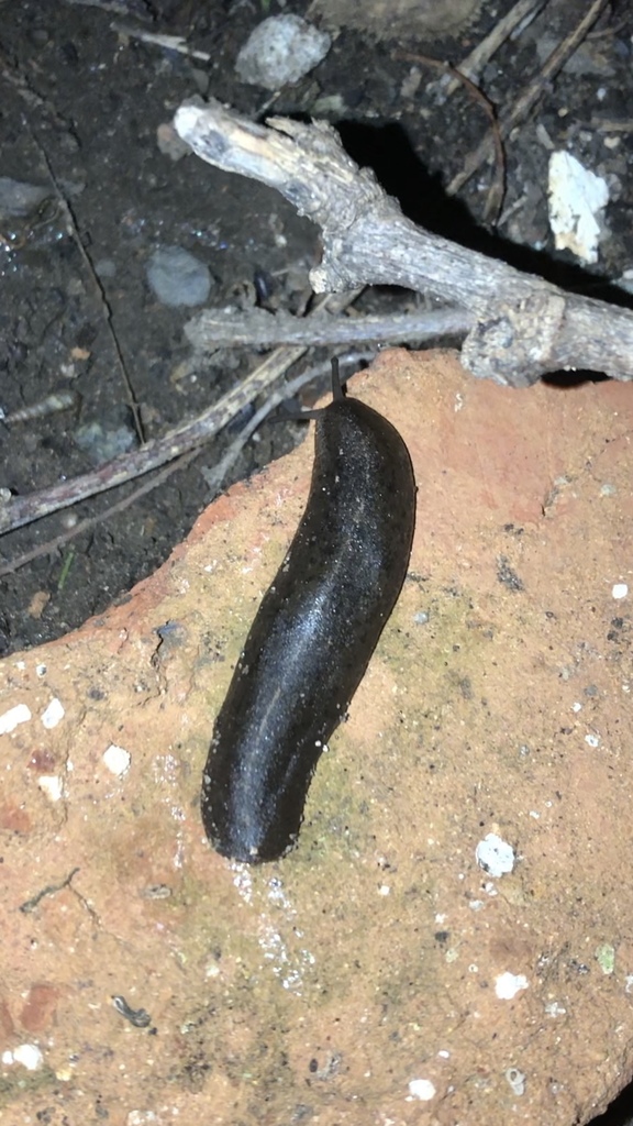Leatherleaf Slugs from Calle Clara Lair, San Juan, PR, US on July 2 ...