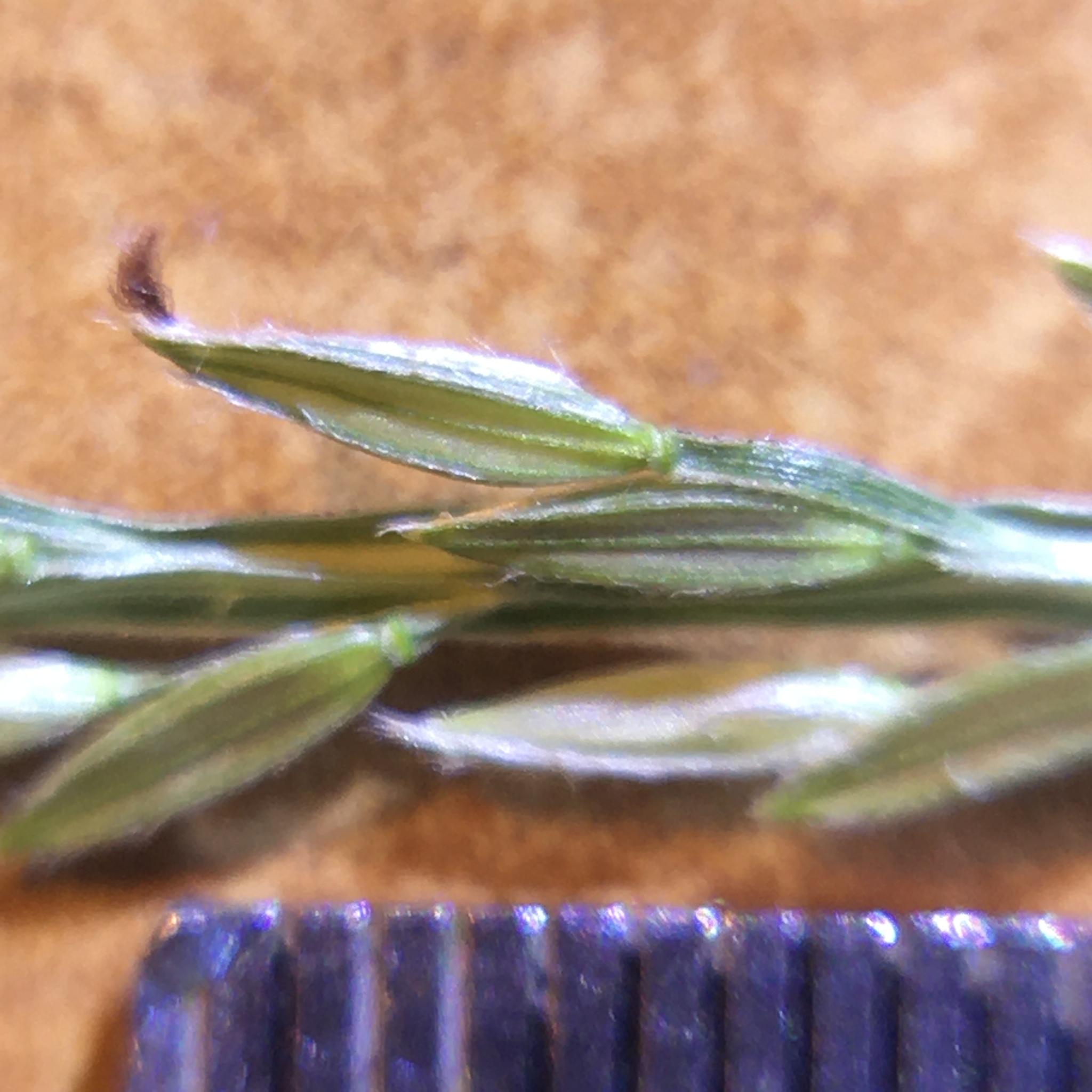 Digitaria setigera Roth