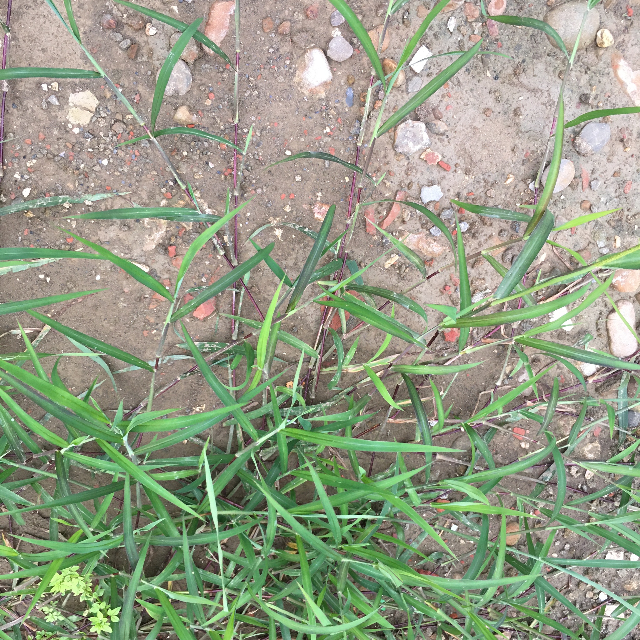 Digitaria setigera Roth