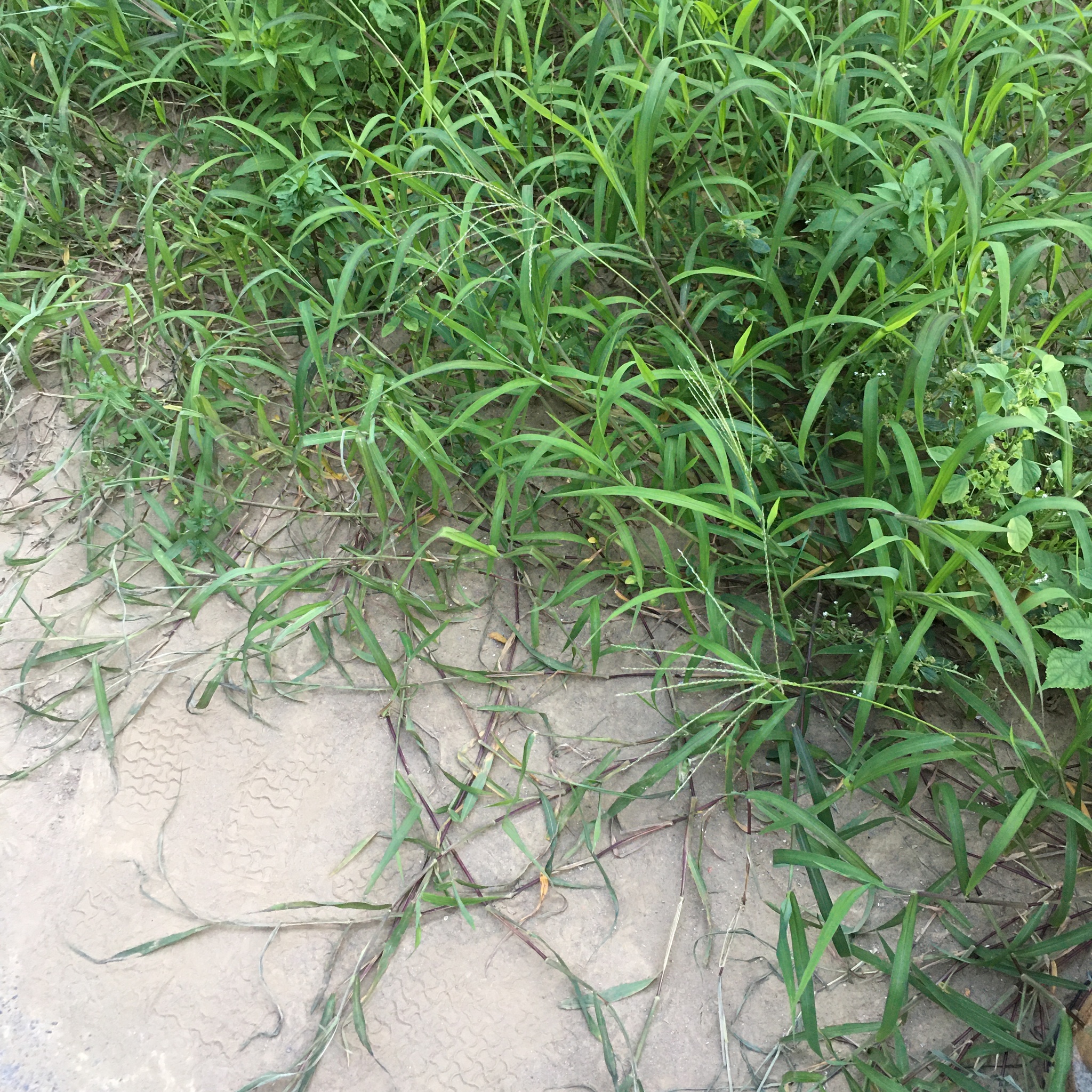 Digitaria setigera Roth