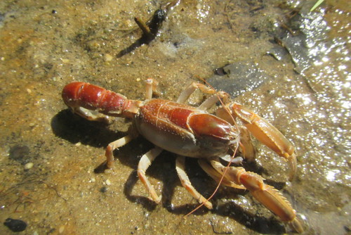 Genus Thalassina · iNaturalist