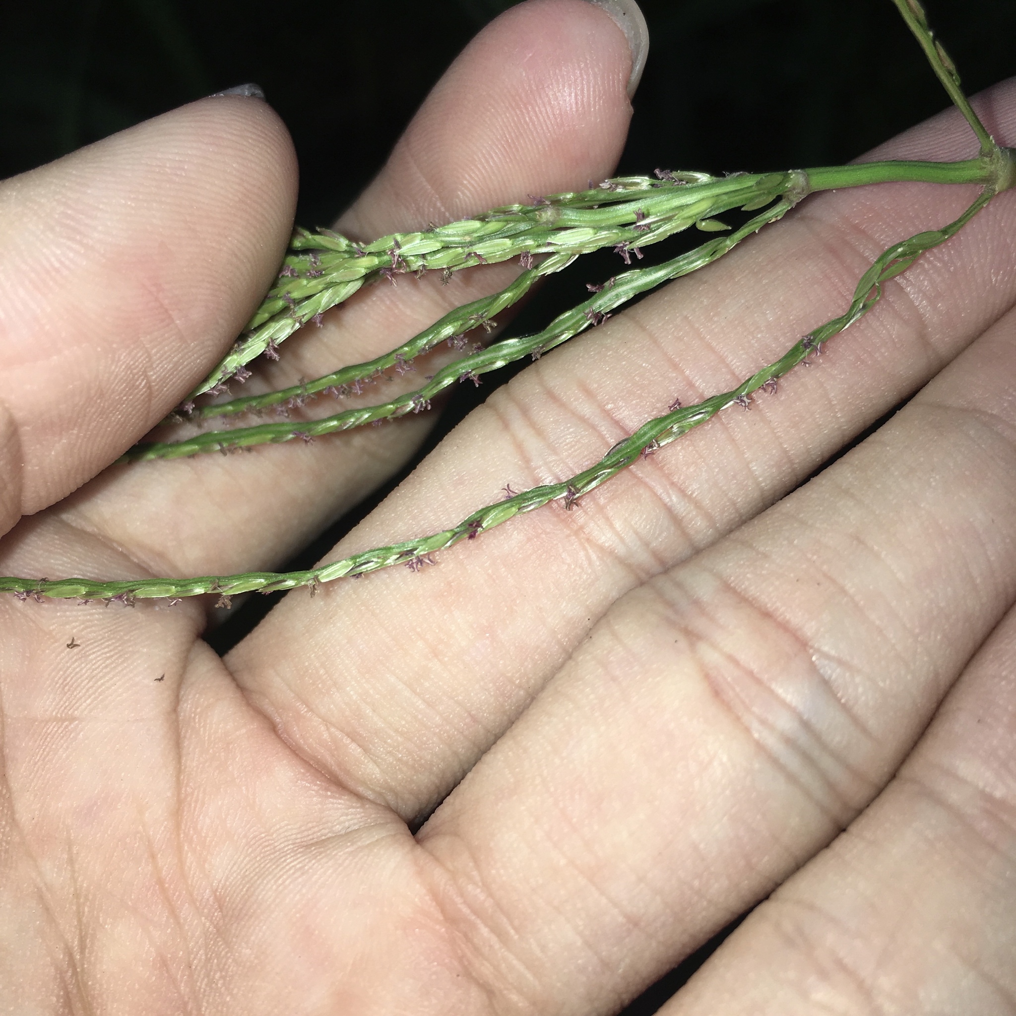 Digitaria setigera Roth