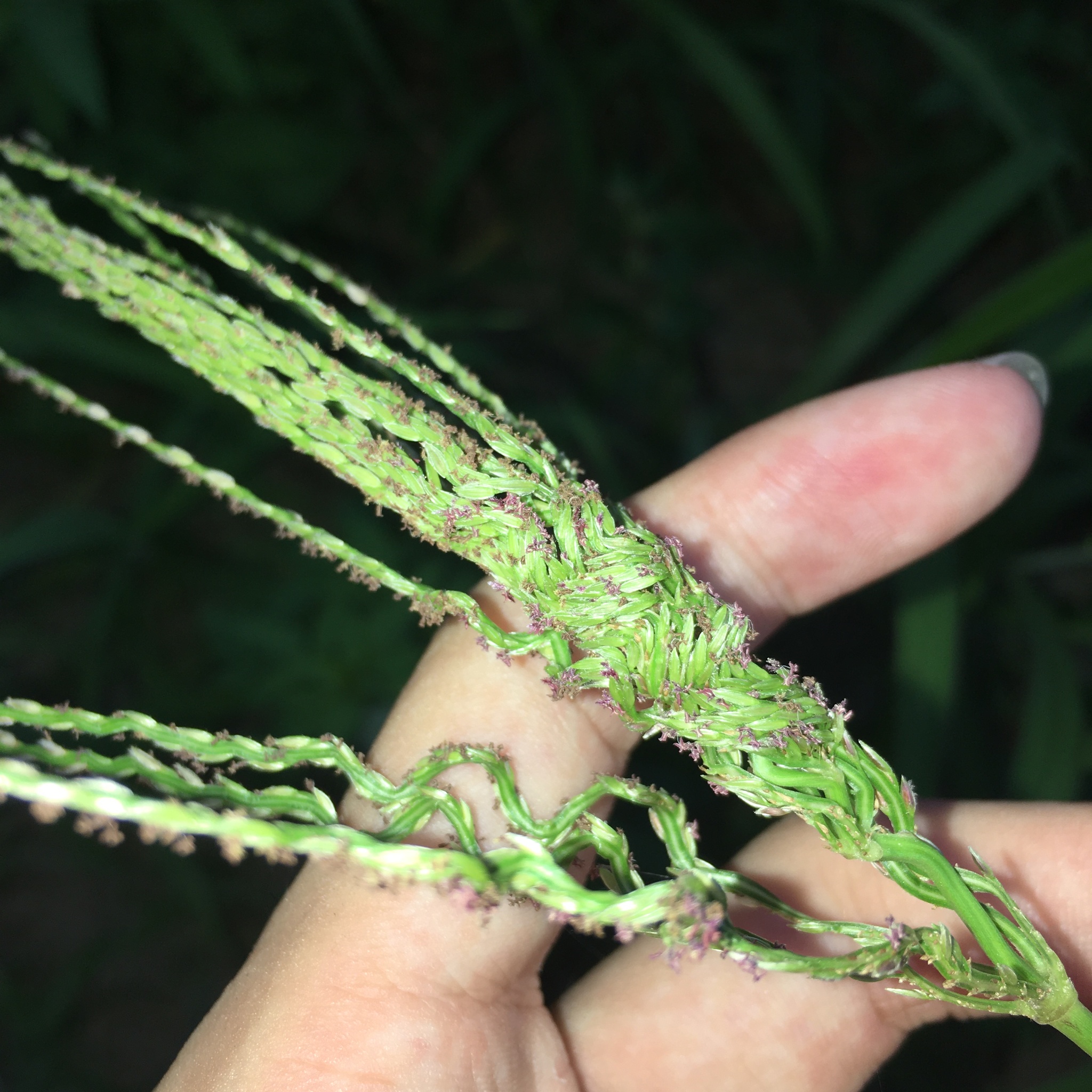 Digitaria setigera Roth