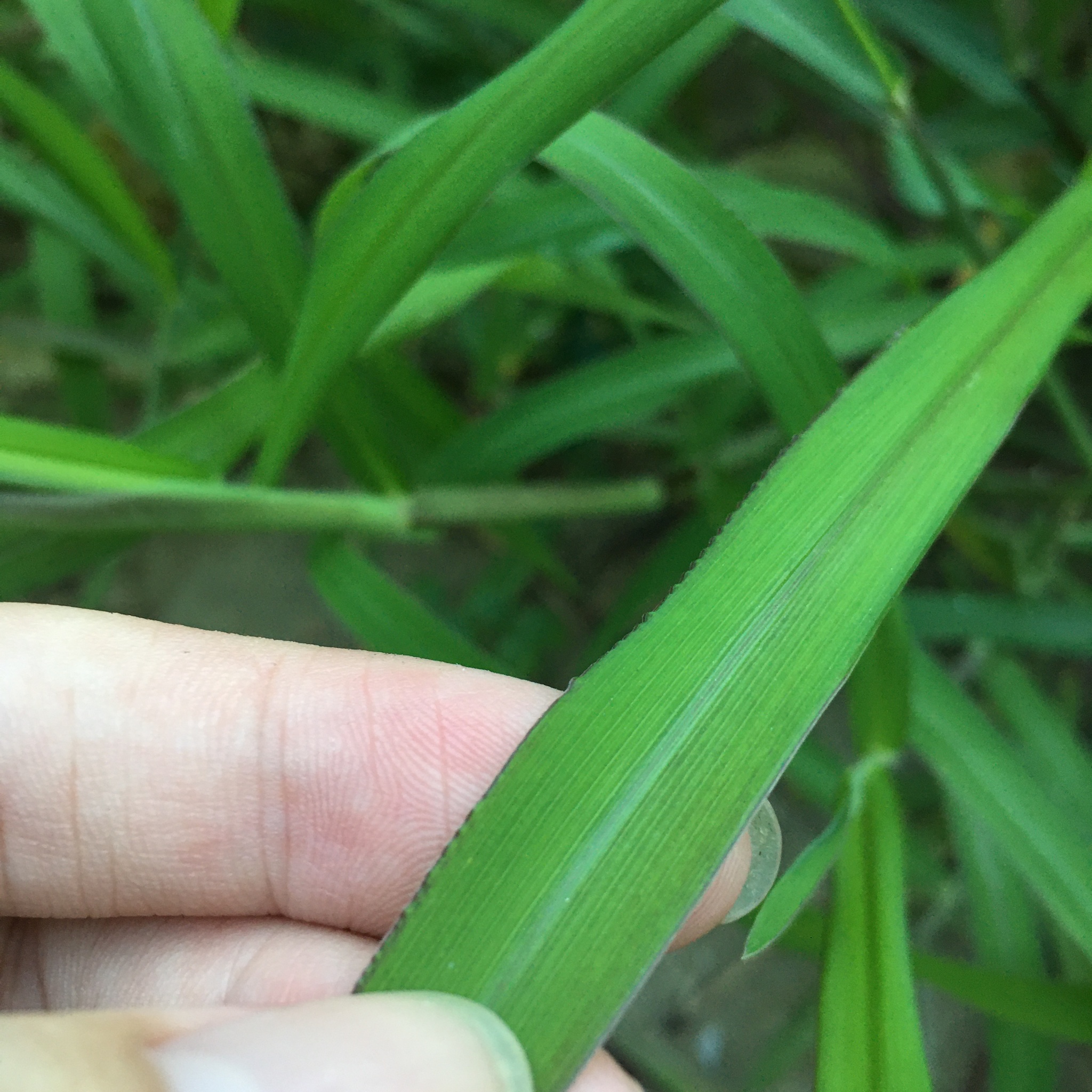 Digitaria setigera Roth