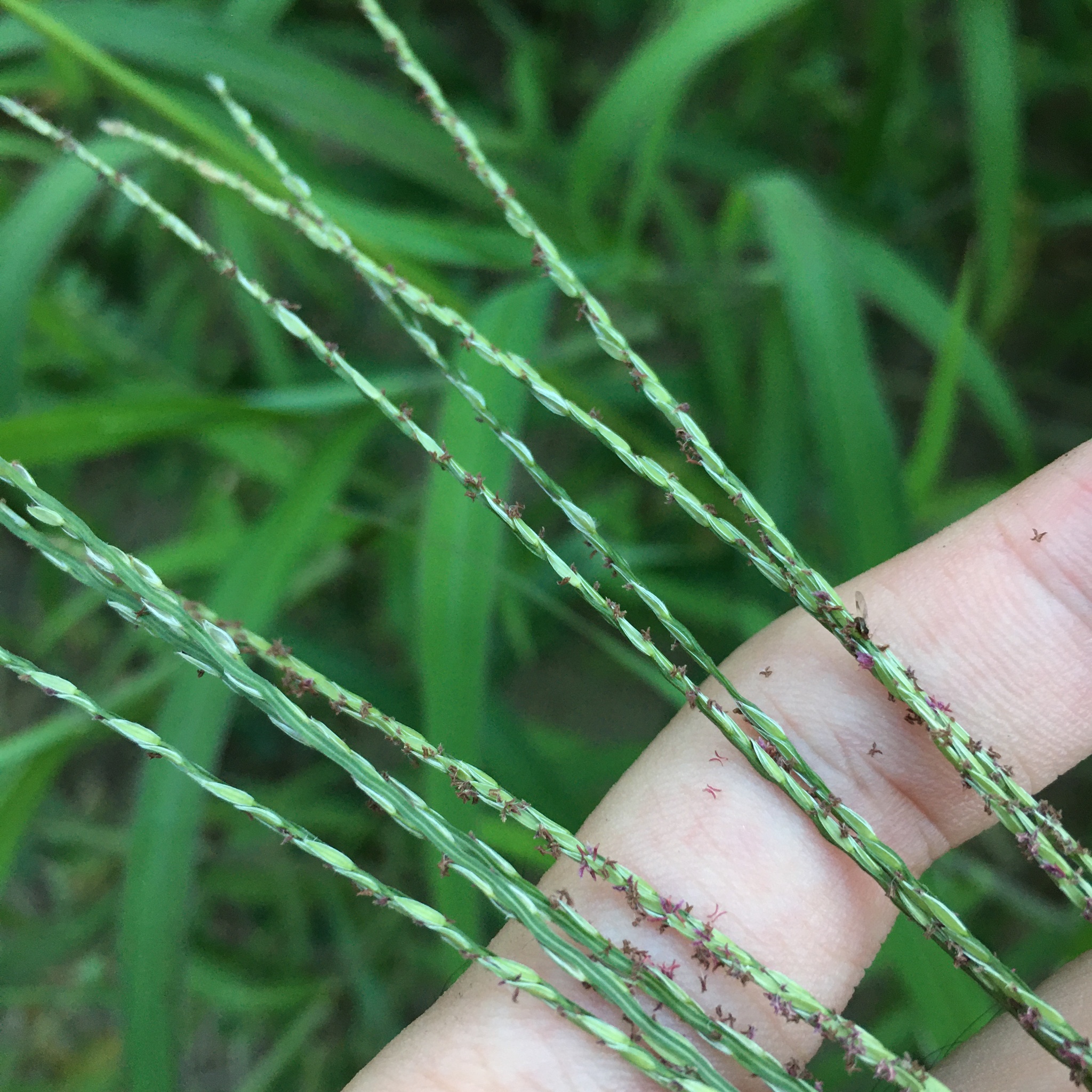 Digitaria setigera Roth