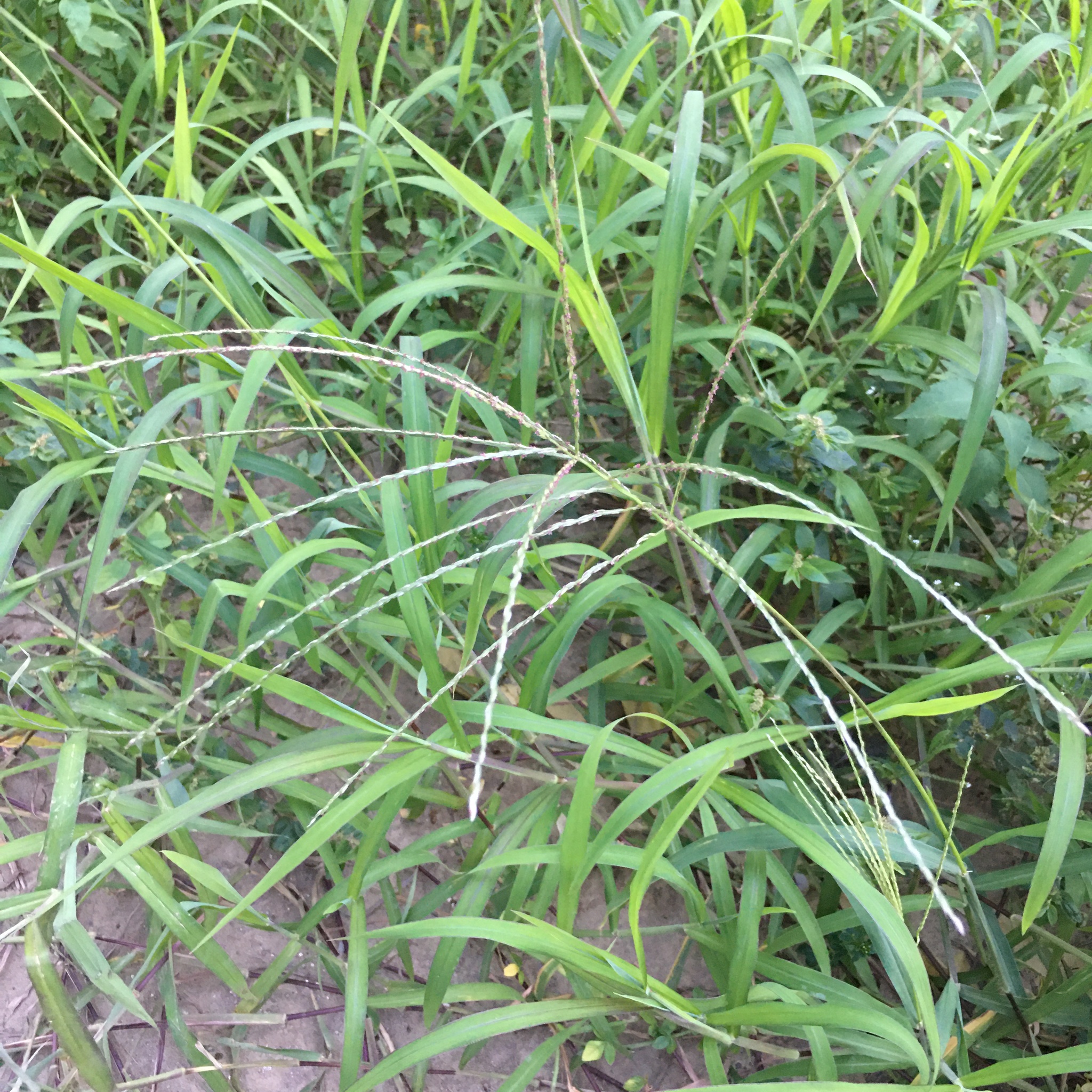 Digitaria setigera Roth