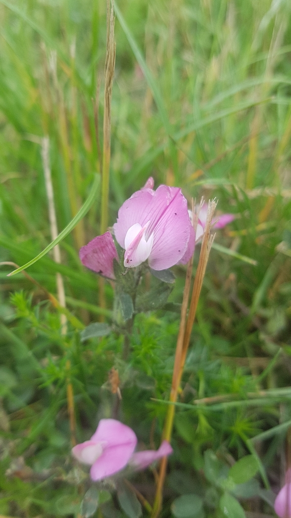 Spiny restharrow from 5550 Langeskov, Danmark on July 4, 2021 at 09:59 ...