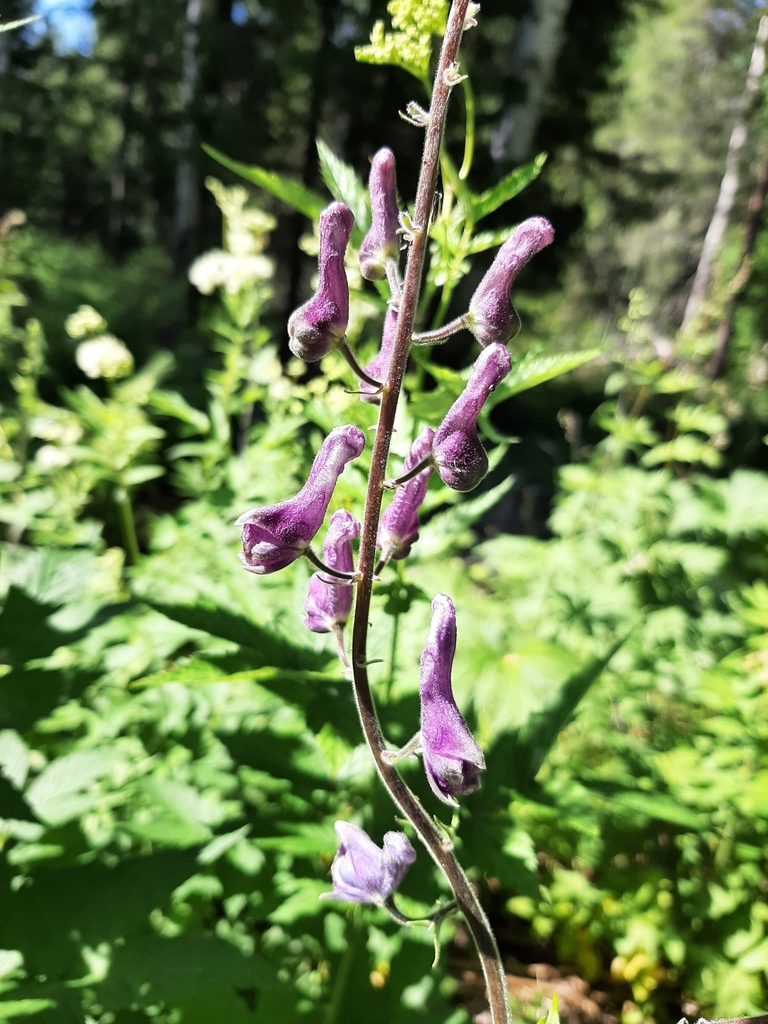 Northern Wolfsbane from Свердловская обл., Россия, 623036 on July 5 ...