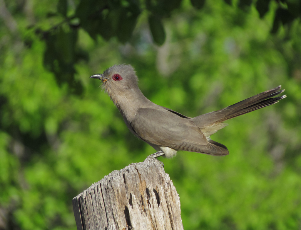 Ash-colored Cuckoo from Cabaceiras - PB, Brasil on March 17, 2021 at 03 ...