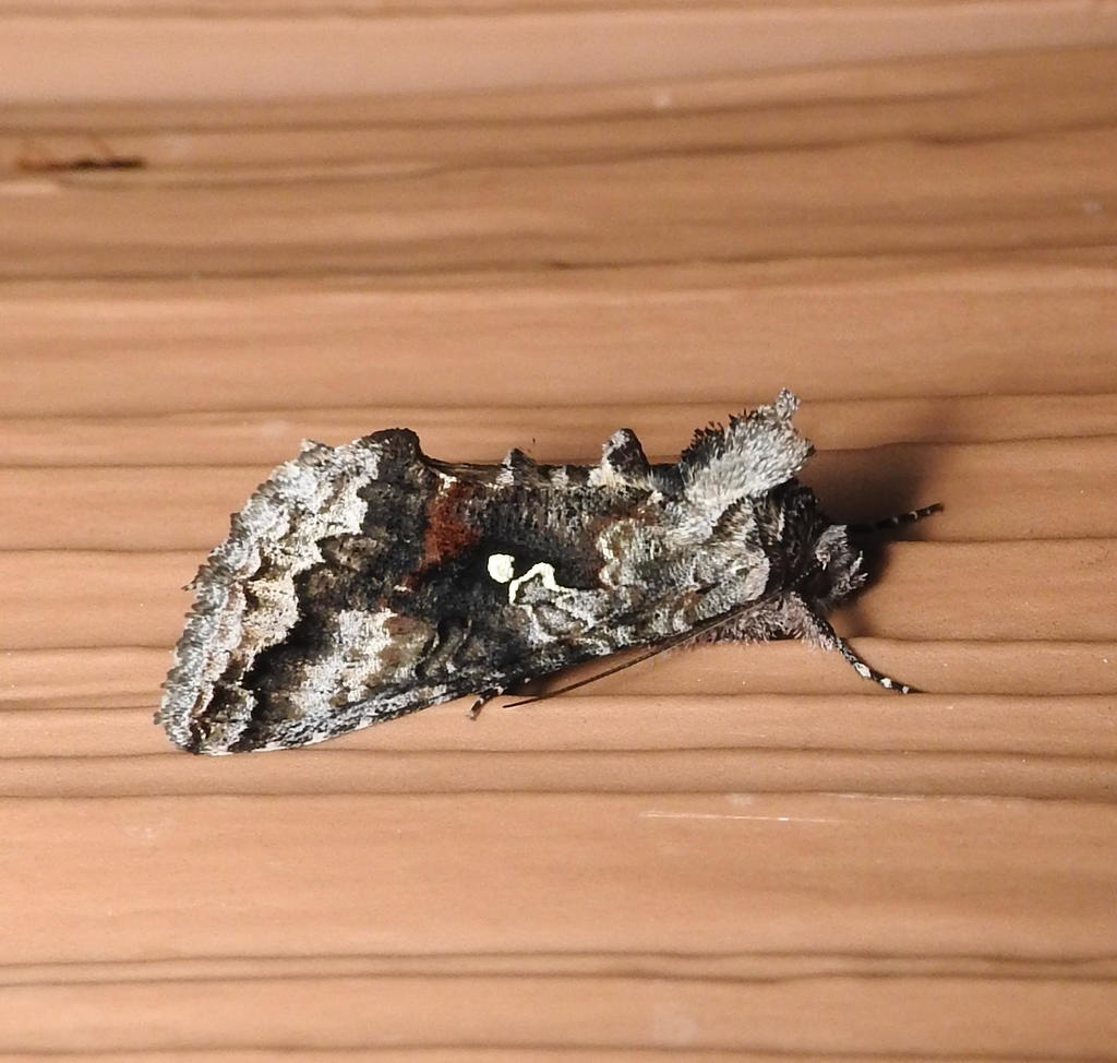 Dusky Silver Y Moth from Cabin, Chippewa County, MI, USA on June 29 ...