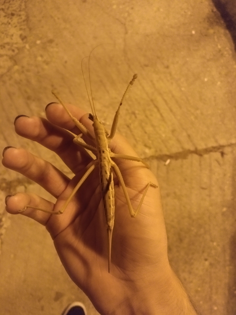Predatory Bush-cricket from 28293 Zarzalejo, Madrid, España on July 05 ...