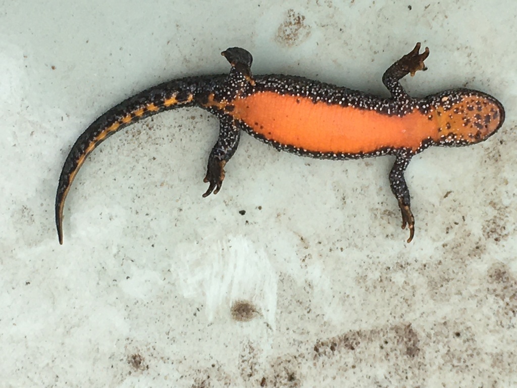 Alpine Newt from Station Road, Burton-On-Trent, England, GB on July 05 ...