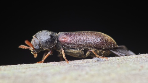 Ptilinus pectinicornis (Madeira Käfer) · iNaturalist