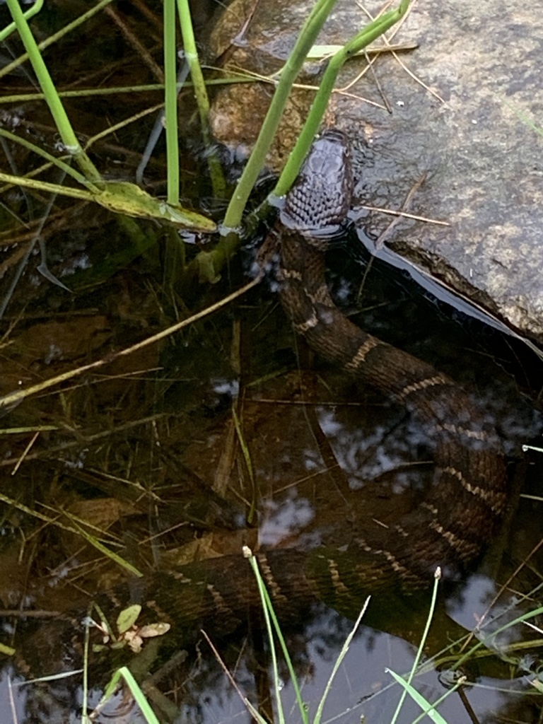 Common Watersnake from Pachaug State Forest, Voluntown, CT, US on July ...