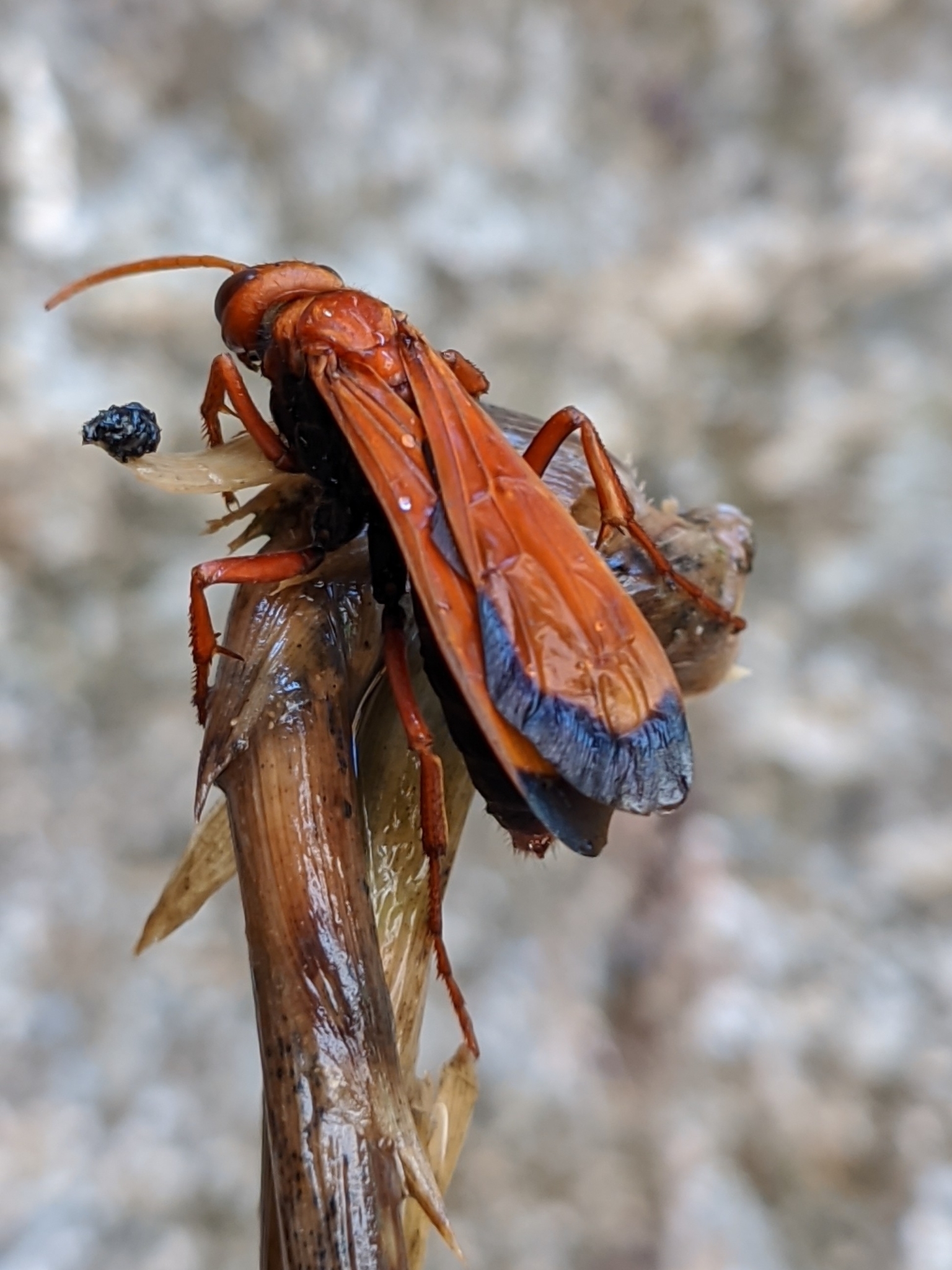Hemipepsis Dahlbom, 1844