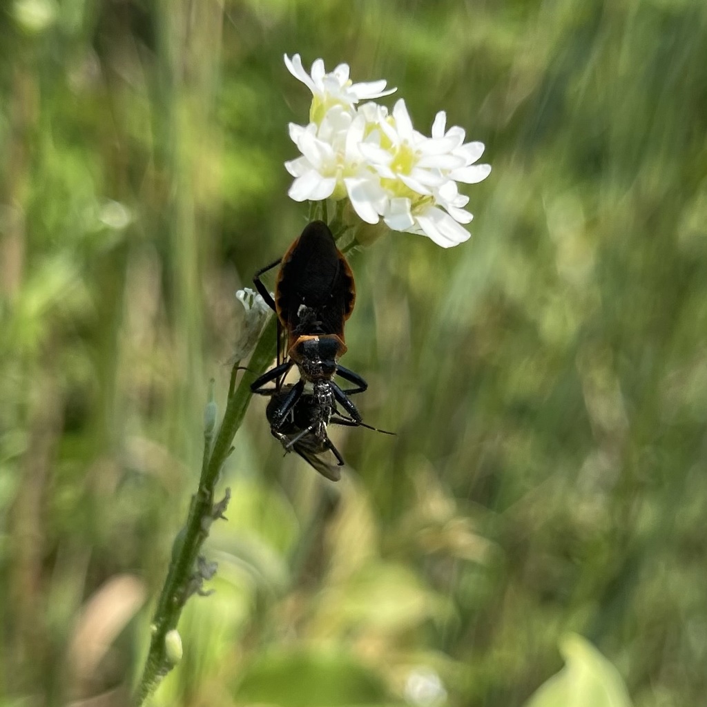 Eastern Bee Assassin from Benton Harbor, MI, US on July 5, 2021 at 12: ...