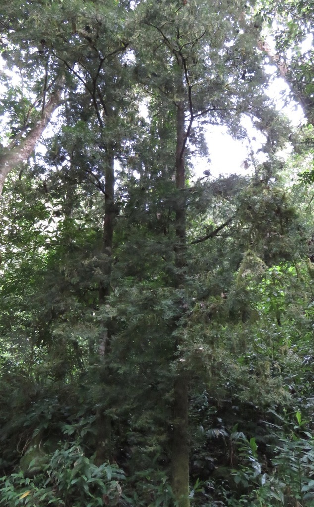 Podocarpus purdieanus in March 2018 by Rich Hoyer · iNaturalist