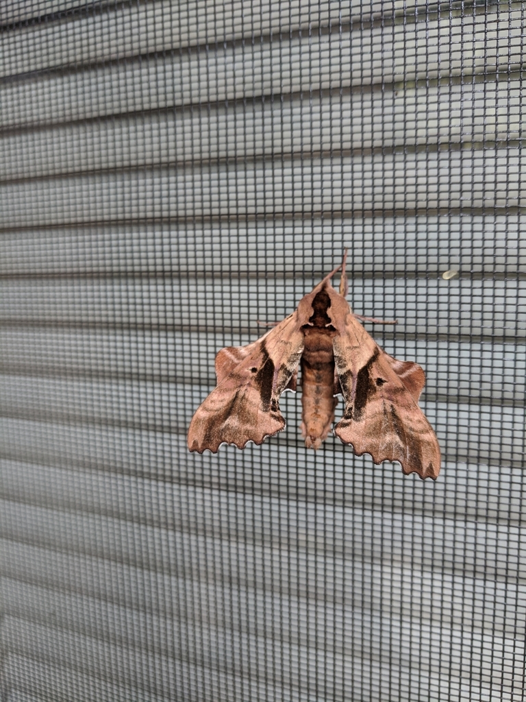 Blinded Sphinx from Park East, Boulder, CO 80303, USA on July 5, 2021 ...