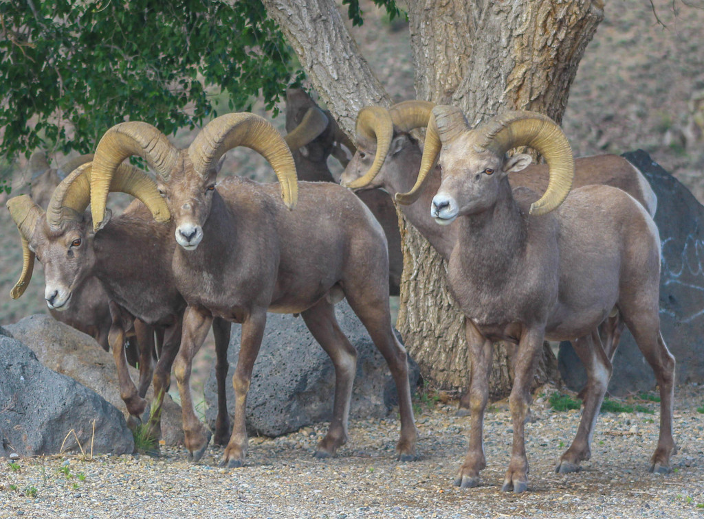 Rocky Mountain Bighorn Sheep (Ovis canadensis canadensis) - Know Your ...