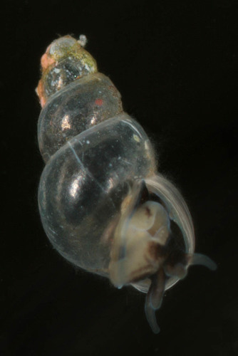 Rissoella diaphana · iNaturalist