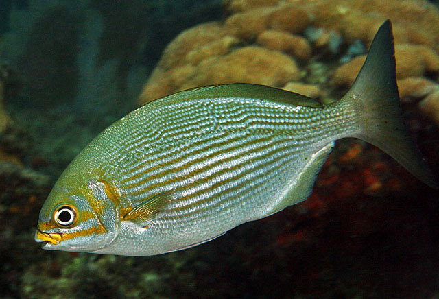 Brassy Drummer (Reef Fish of the Hawaiian Islands) · iNaturalist