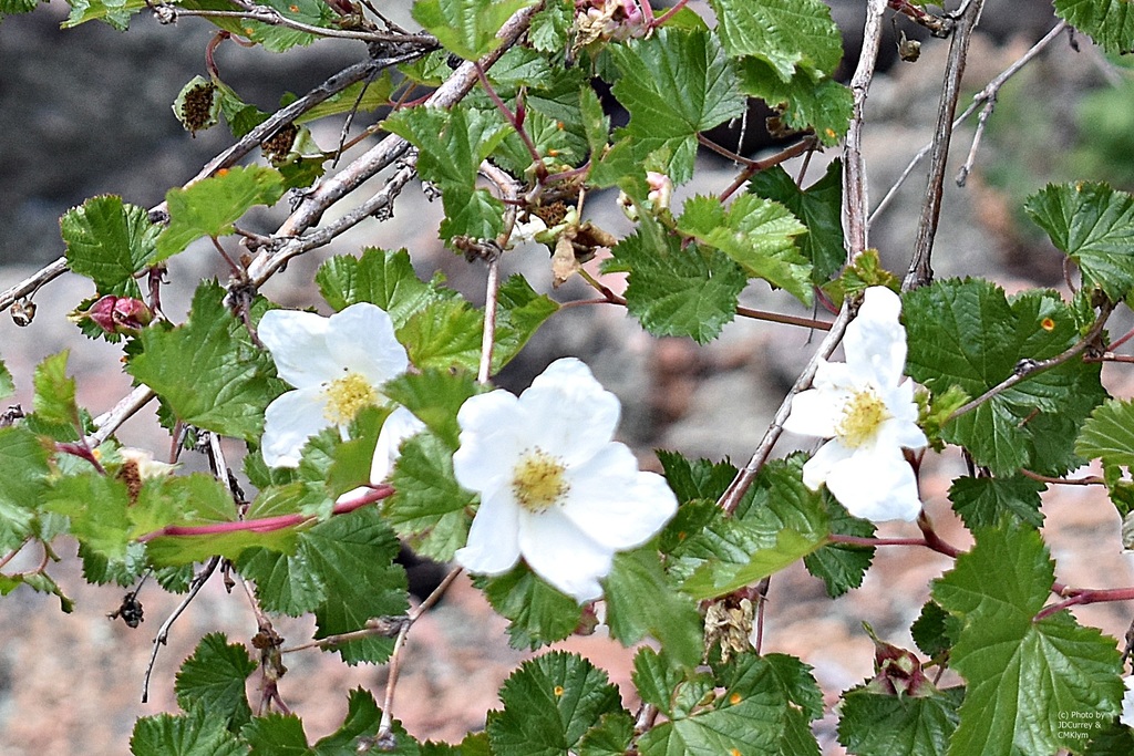 Rocky Mountain raspberry from Phantom Canyon Rd, Colorado, USA on June ...