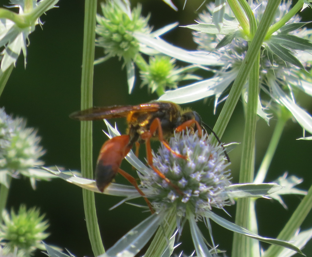 Great Golden Digger Wasp from 14770 Hadley St, Overland Park, KS 66223 ...