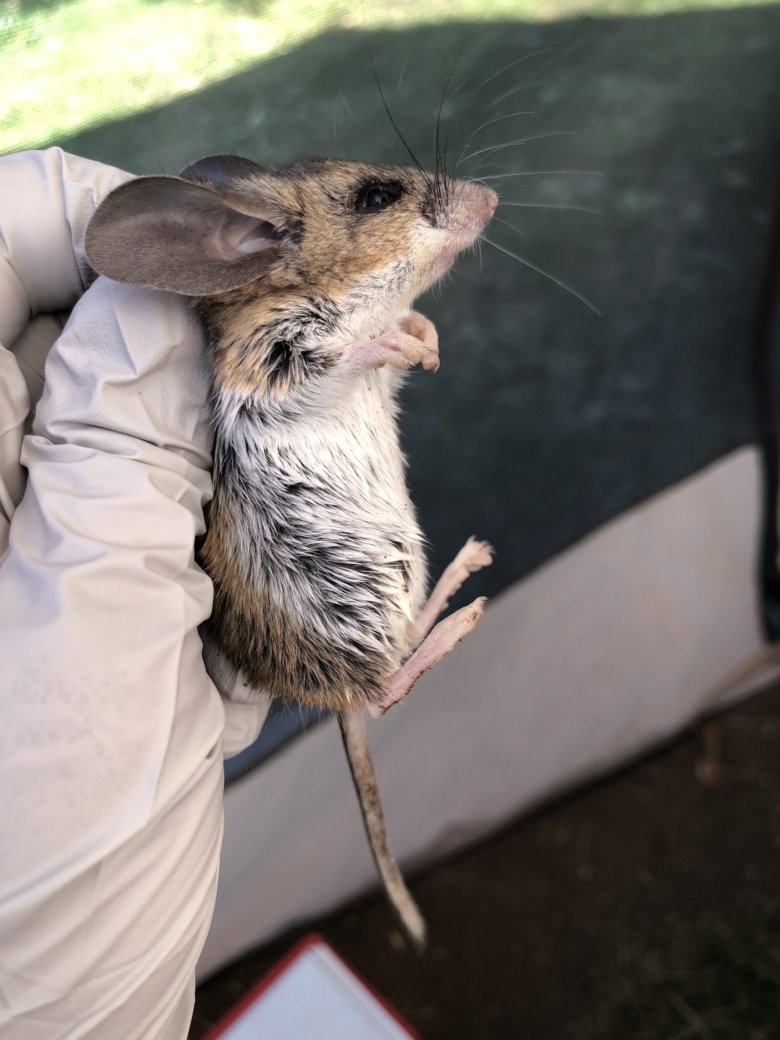 Peromyscus truei (Shufeldt, 1885)