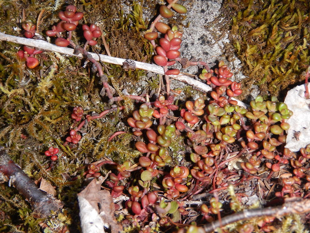 Pacific stonecrop from Alberni-Clayoquot, BC, Canada on July 02, 2021 ...