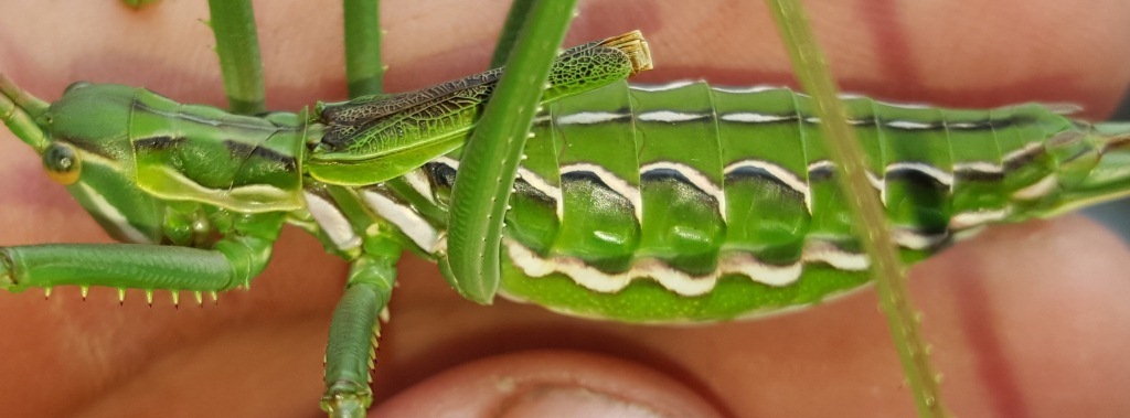 Clonia melanoptera (Linnaeus, 1758)