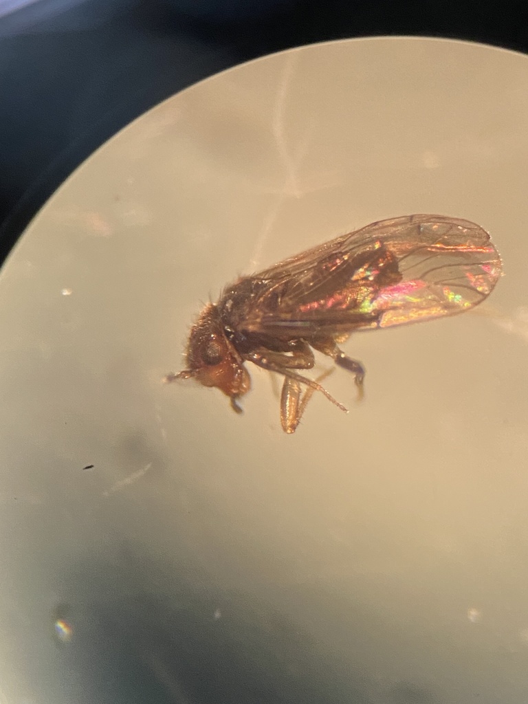 Large-winged Psocid from Sun Dr, Rockwall, TX, US on July 5, 2021 at 04 ...